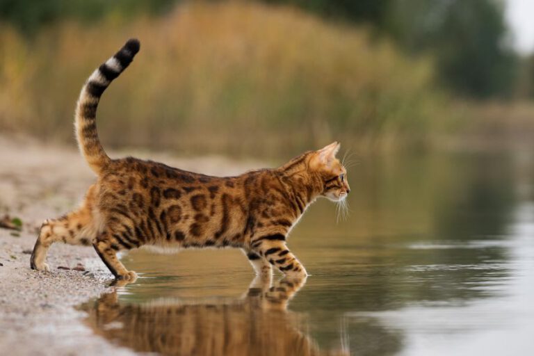 Bengal Katzen Fur Allergiker