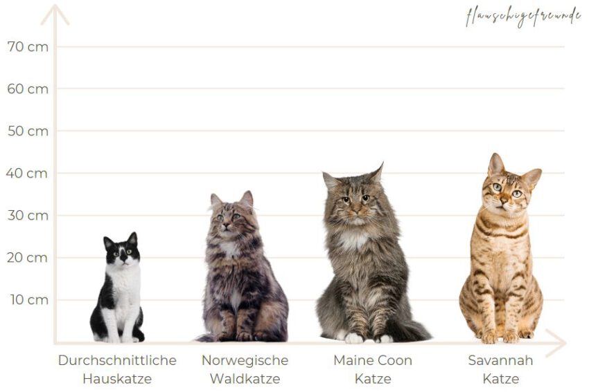 Große Katzenrassen: Die 8 größten Hauskatzen der Welt