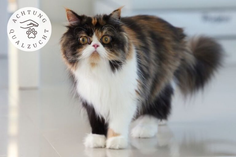 10 beliebte Langhaar Katzenrassen: Infos & Bilder